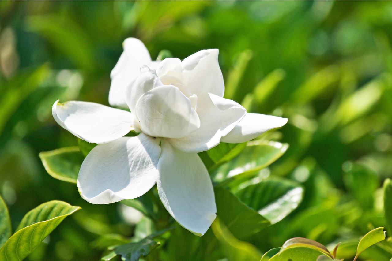 Guía completa para cultivar gardenias en casa