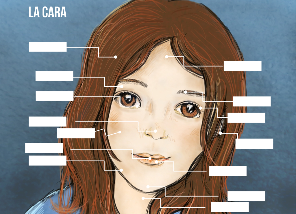 Aprende el Nombre de las Partes de tu Cara