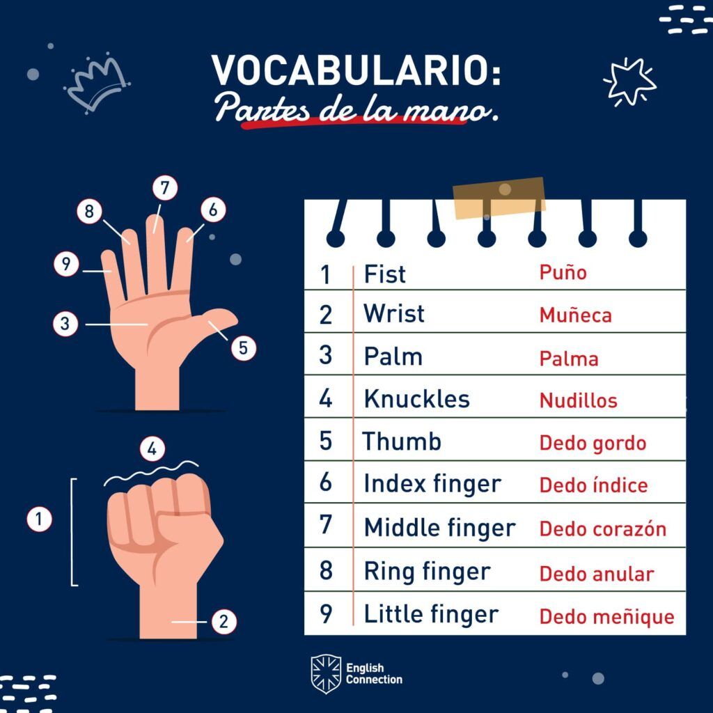 Aprende los Nombres de los Dedos en Inglés: Una Guía Completa