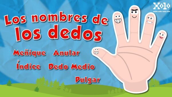 Conoce los Nombres de los Cinco Dedos de Tu Mano