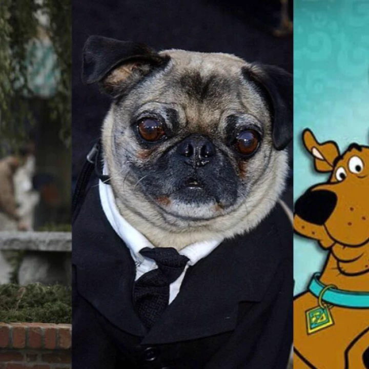 Descubre el Misterio del Perro de los Hombres de Negro: Frank