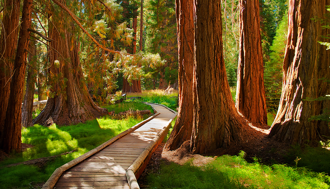 Descubre las Maravillosas Plantas de los Bosques del Mundo