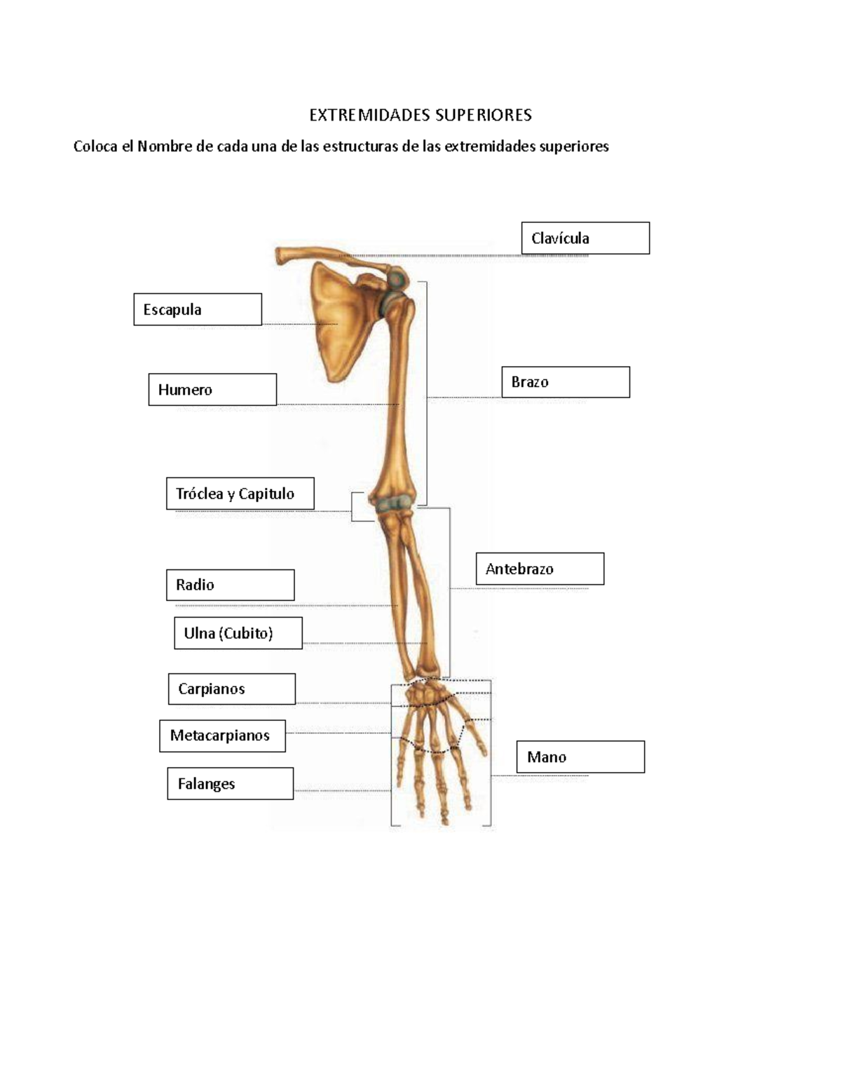 Descubre los Nombres de las Partes del Brazo: Una Guía Completa