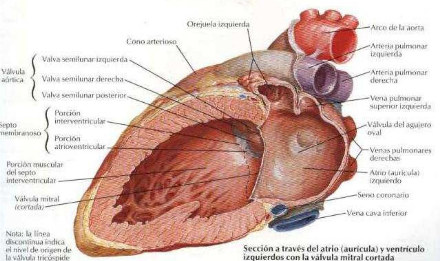 Explorando la Anatomía y la Importancia Clínica de la Red Venosa de Haller