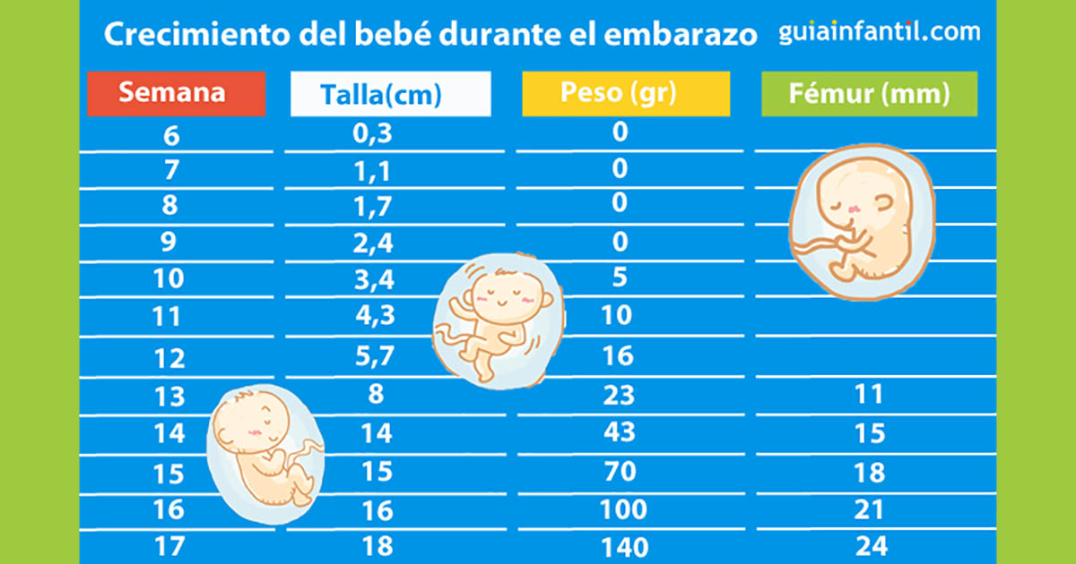 El Desarrollo Fetal a las Ocho Semanas: ¿Cuánto Mide un Feto de Dos Meses?